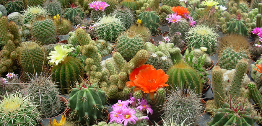 Best Cacti to Plant for Las Vegas Landscaping