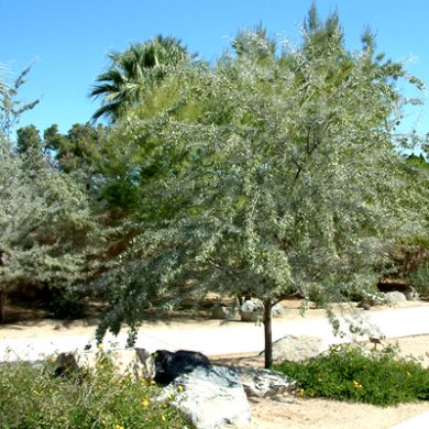 What Are The Best Trees to Plant in Las Vegas? | Desert Landscape