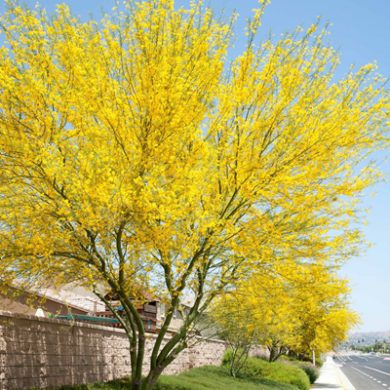 What Are The Best Trees to Plant in Las Vegas? | Desert Landscape