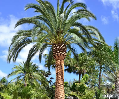Ultimate Guide to Palm Tree Care for Las Vegas Homeowners